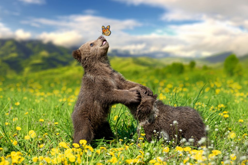 20 Mama Bear Quotes to Inspire You