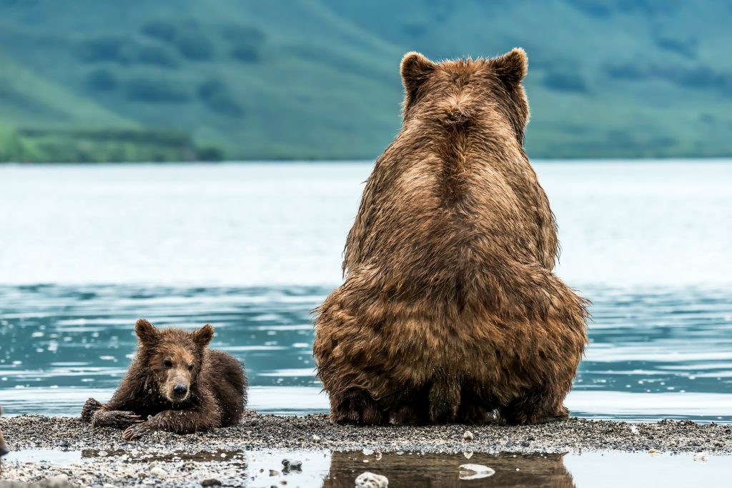 20 Mama Bear Quotes to Inspire You