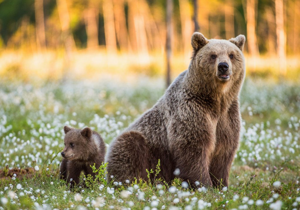 20 Mama Bear Quotes to Inspire You